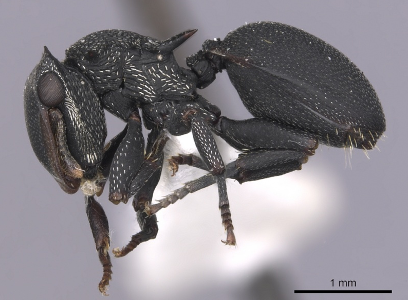 Index - Catálogo de Flora & Fauna en el Atlántico