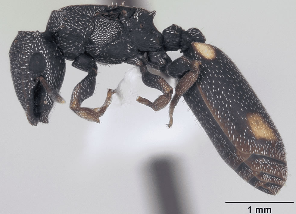 Index - Catálogo de Flora & Fauna en el Atlántico