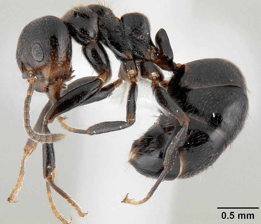 Index - Catálogo de Flora & Fauna en el Atlántico