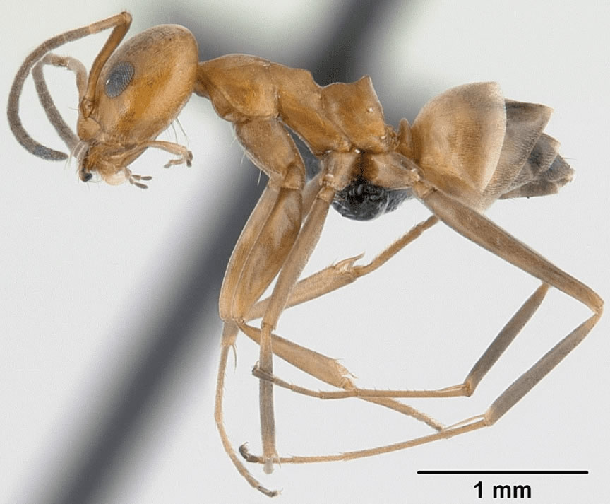 Index - Catálogo de Flora & Fauna en el Atlántico